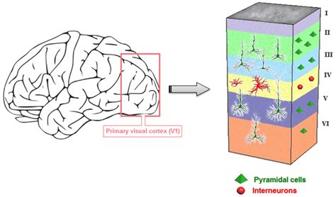 organization of the primary visual cortex download scientific diagram