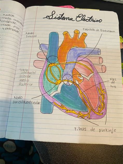 Sistema eléctrico del corazón Anatomy Pencil drawings Medical