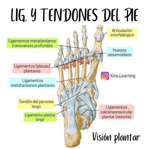 Ligamentos Y Tendones Del Pie YUDOC ORG UDocz
