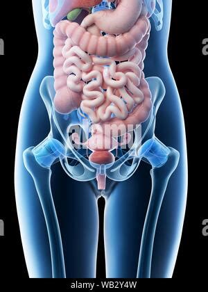 Female Abdominal Organs Computer Illustration Stock Photo Alamy