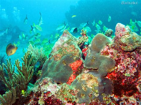 Fondos De Pantalla Fundo Do Mar Arrecife Arrecife De Coral Submarino