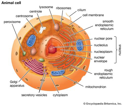 Labeled Eukaryotic Cell Diagram Eukaryotic Cell Labeled And