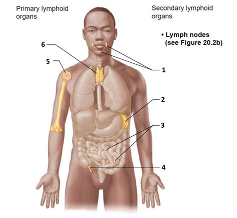 Ap Lymphoid Organs Diagram Quizlet