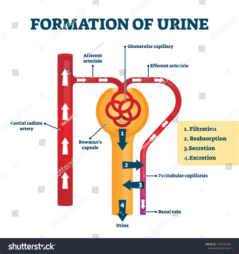 Diagrama De Glomérulo Y Nefrona
