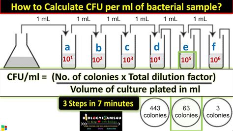 How To Calculate CFU Per Ml Of Bacterial Sample In 3 Steps Cfu Ml