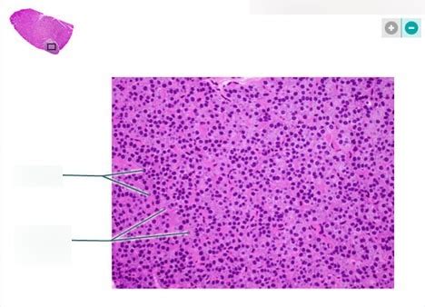 Parathyroid Gland Histology Diagram Quizlet