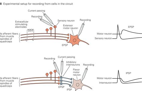 Synaptic Junctional Transmission Ganongs Review Of Medical