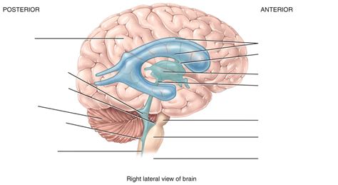 Cerebrospinal Fluid Labeling Diagram Quizlet