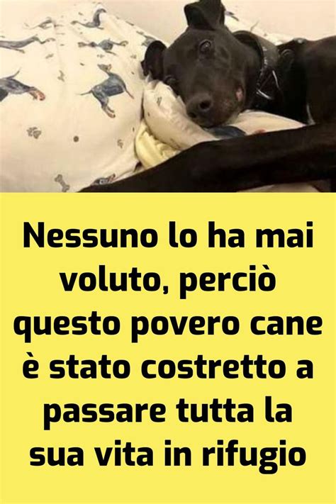 Nessuno Lo Ha Mai Voluto Perci Questo Povero Cane Stato Costretto A