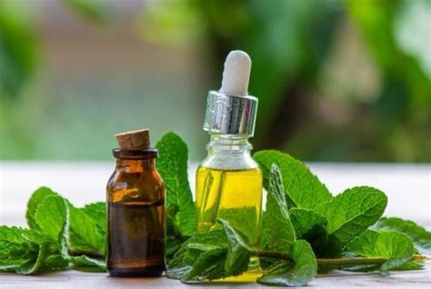 Huiles Essentielles Indispensables Avoir Chez Soi