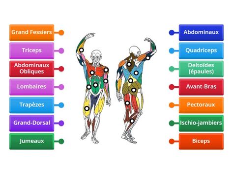 Identifie Les Principaux Muscles Du Corps Humain Labelled Diagram
