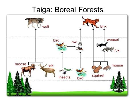 Coniferous Forest Biome Food Web