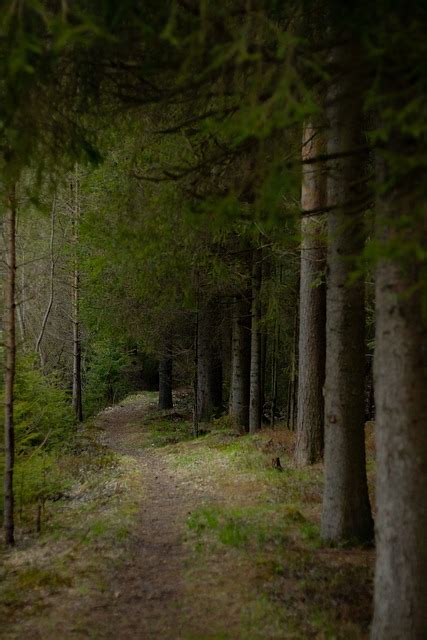 Rastro Bosque Manera Foto Gratis En Pixabay Pixabay