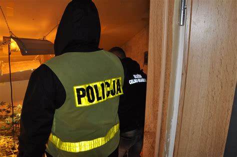 Odpowie za uprawę konopi i posiadanie narkotyków Wydarzenia KPP w Nisku