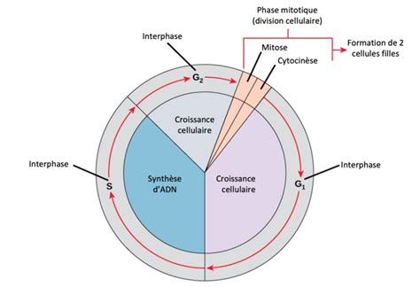 Le Cycle Cellulaire Introduction La Biologie Cellulaire Et