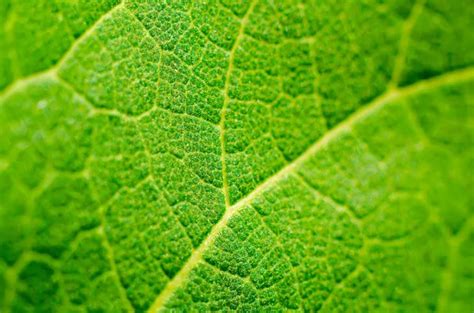 Manos con hoja verde fotos de stock imágenes de Manos con hoja verde
