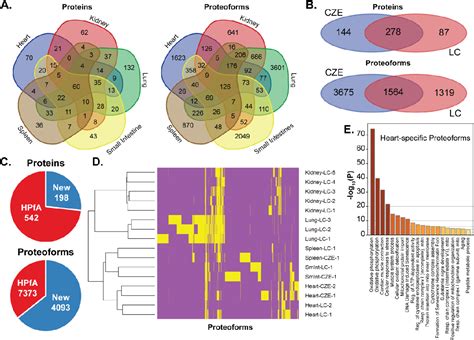 Figure 2 From Mapping The Proteoform Landscape Of Five Human Tissues