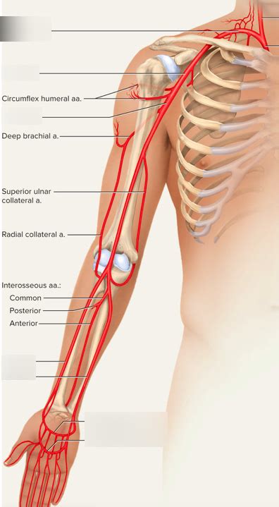 Arm Arteries Diagram Quizlet