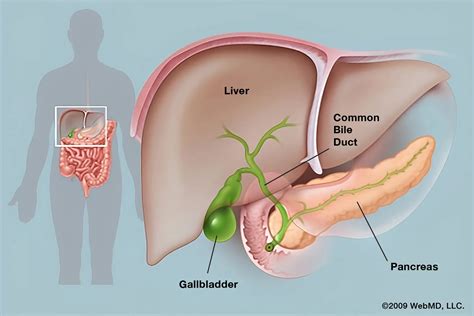 Gall Bladder Pain Causes Symptoms Treatment