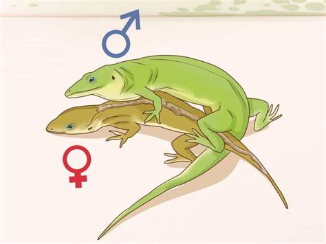 7 Pasos Para Determinar El Sexo De Una Lagartija