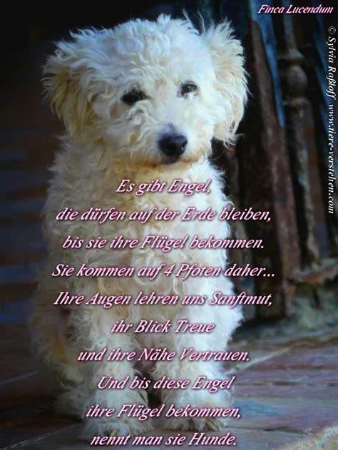 Pin von Birgit Auzinger auf hund Hund zitat Sprüche tiere Ich liebe