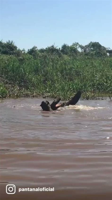 Biodiversidade Brasileira on Twitter No Pantanal é assim que funciona