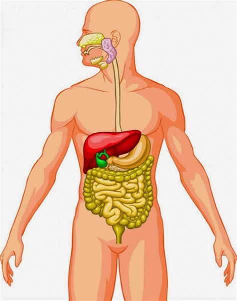 Diagrama De Sistema Digestivo Quizlet