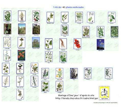 Agit Culture La Chapelle Aux Choux Montage D Ima Jeux Des 40 Plantes