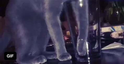 My Derpy Cat 9GAG