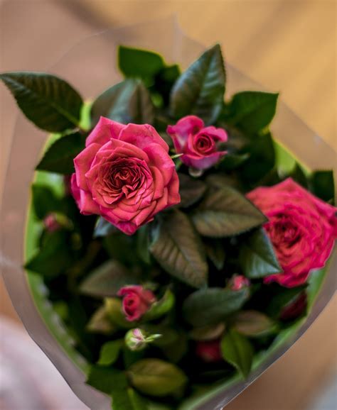 Blumen Rosen Rosa Zarte Kostenloses Foto Auf Pixabay Pixabay