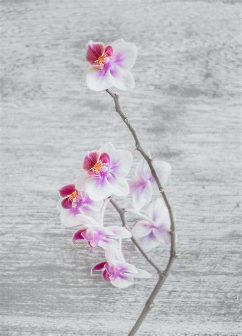 Como cuidar de Orquídeas no vaso Dicas incríveis 2024