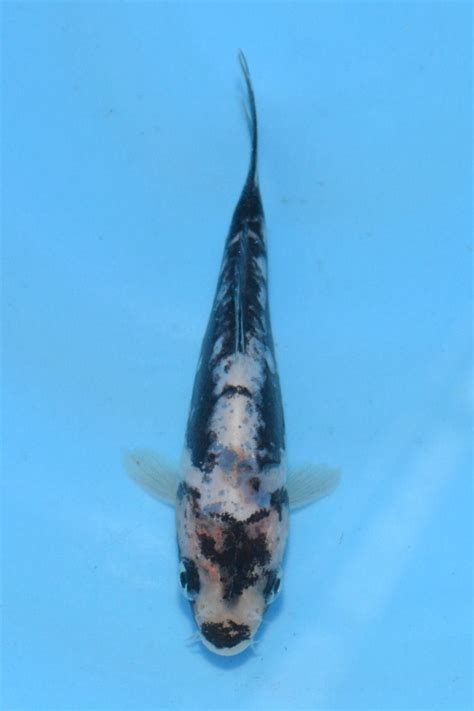 特選錦鯉 松尾養魚場 4 九紋竜 12cm 2022年 二才 眠り病経験済 生産者直送 錦鯉 売買されたオークション情報yahooの商品