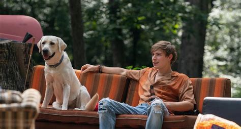 Perro Perdido En Netflix Cuando Ni Un Hermoso Labrador Salva Una