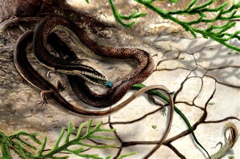 Snakes Evolved Out Of Their Legsbut They Still Have The Gene