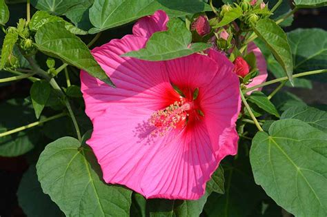 Types Of Hibiscus Flower In India Best Flower Site