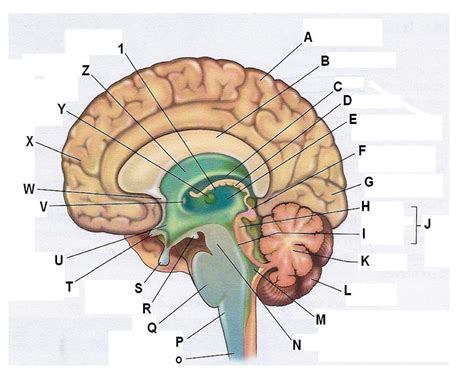 Human Brain Diagram Quizlet