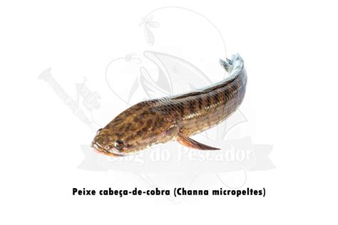 Top 11 espécies de peixes mais feios do mundo Blog do Pescador