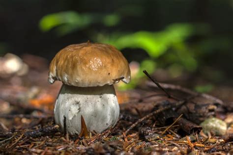Pfifferlinge Welche Arten gibt es Ein Überblick
