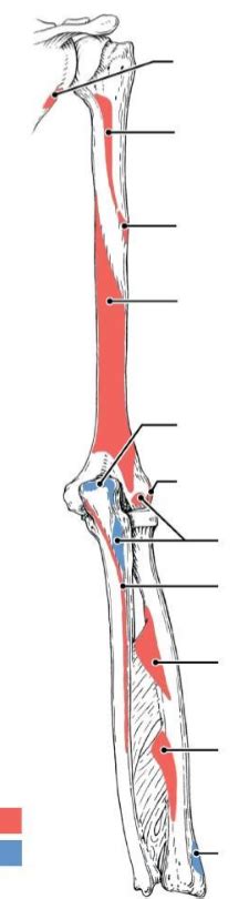KIN 100 Upper Limb Posterior View Origins And Insertions Diagram