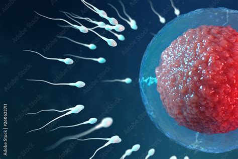 3D Illustration Sperm And Egg Cell Ovum Sperm Approaching Egg Cell