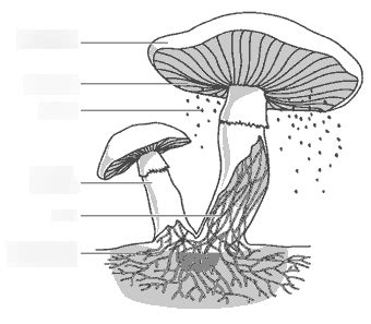 Funghi Diagram Quizlet