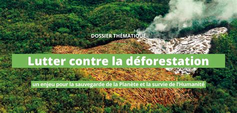 Lutter contre la déforestation comprendre agir et soutenir