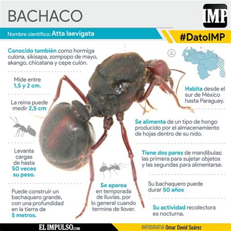 Datoimp El Bachaco Plaga Para Unos Manjar Para Otros Sep El Impulso