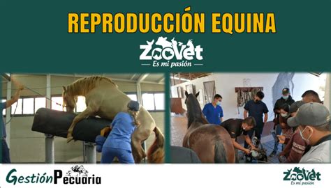 Reproducción Equina Información Completa
