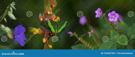Mariposa En Una Selva Tropical Foto De Archivo Imagen De Aspire Flor