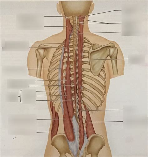 Muscles Of The Neck And Vertebral Column Diagram Quizlet