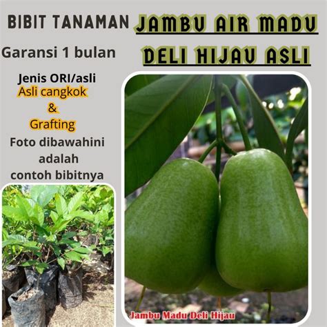 Jual BIBIT JAMBU AIR MDH MADU DELI HIJAU Shopee Indonesia
