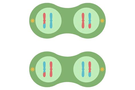 Meiosis qué es y fases Resumen para estudiar