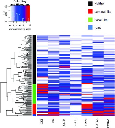 Heatmap And Cluster Dendrogram Demonstrating The Expression Patterns Of