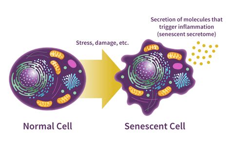 Does Cellular Senescence Hold Secrets For Healthier Aging National
